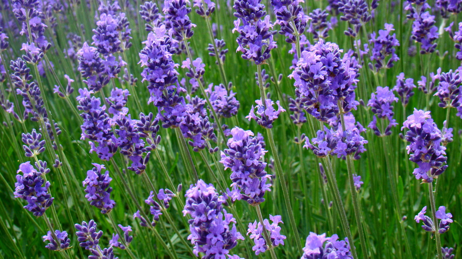 The Herb Lavender is The Amazing Queen Of Herbs in 2021 - SirGo